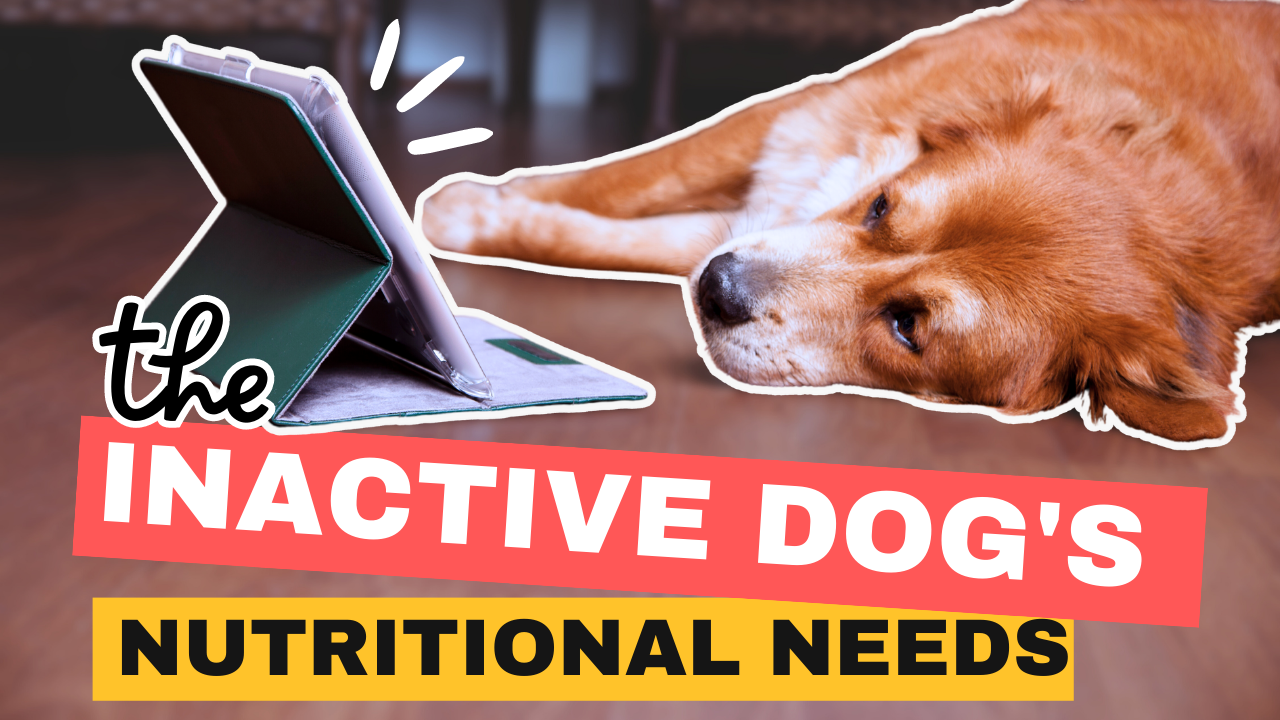 The Inactive Dog's Nutritional Needs - nikki - pet nutrition